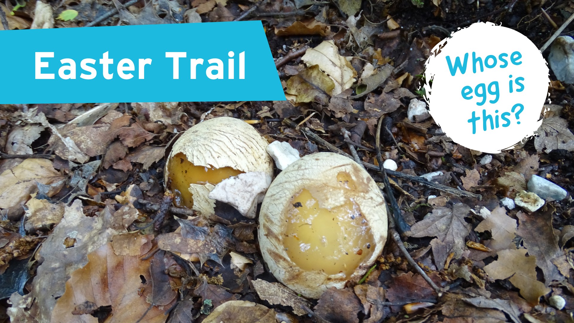Easter trail for children - Dorset Heaths Partnership